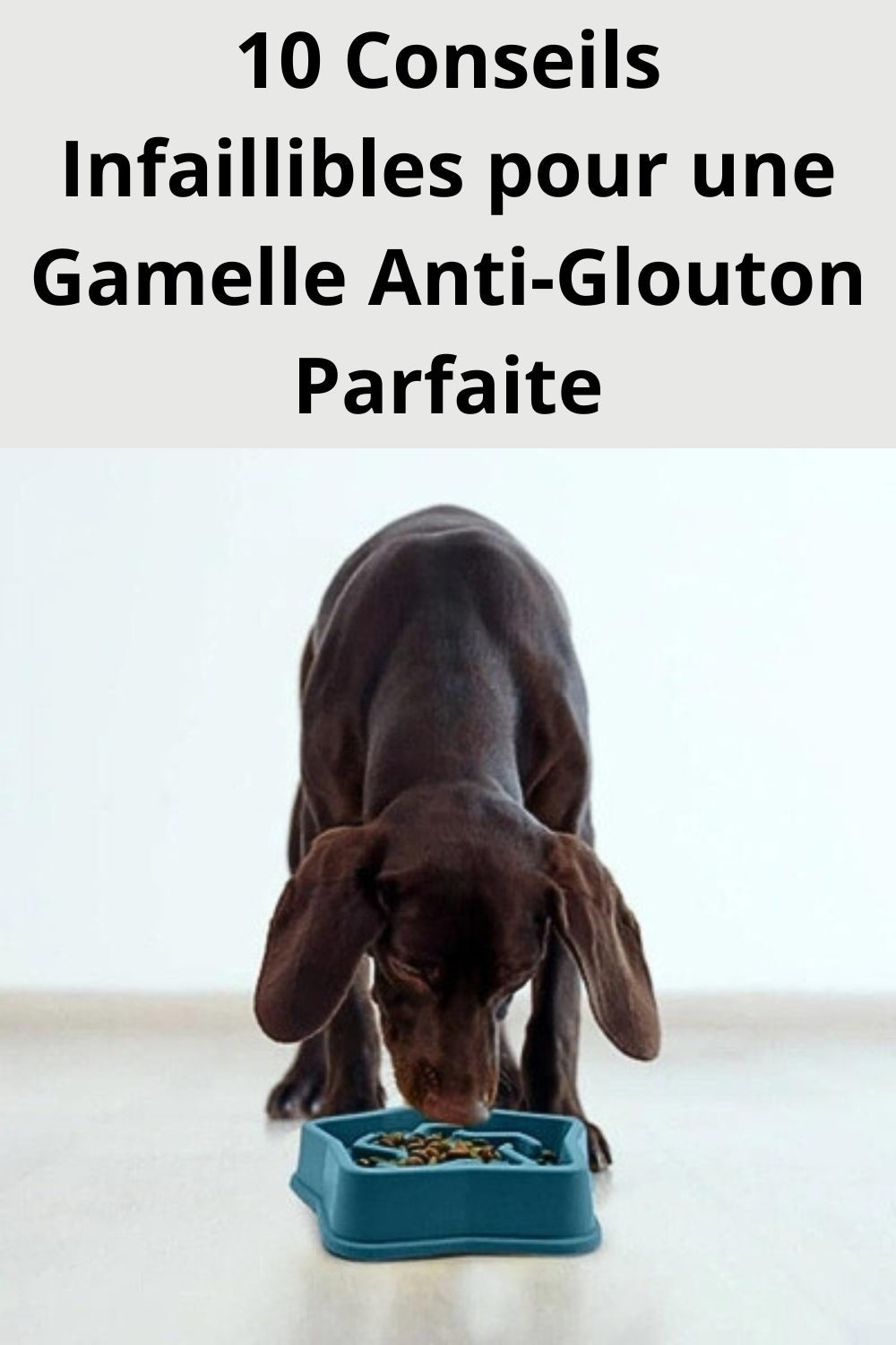 10 Conseils Incontournables pour Bien Choisir et Utiliser une Gamelle ...